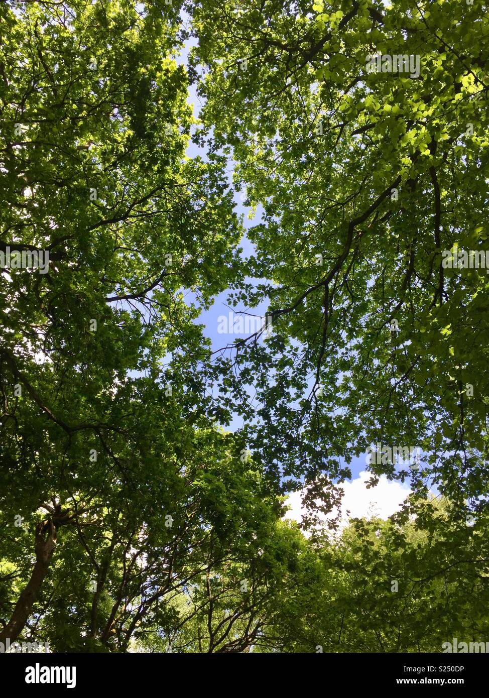 Canopy of trees hi-res stock photography and images - Alamy