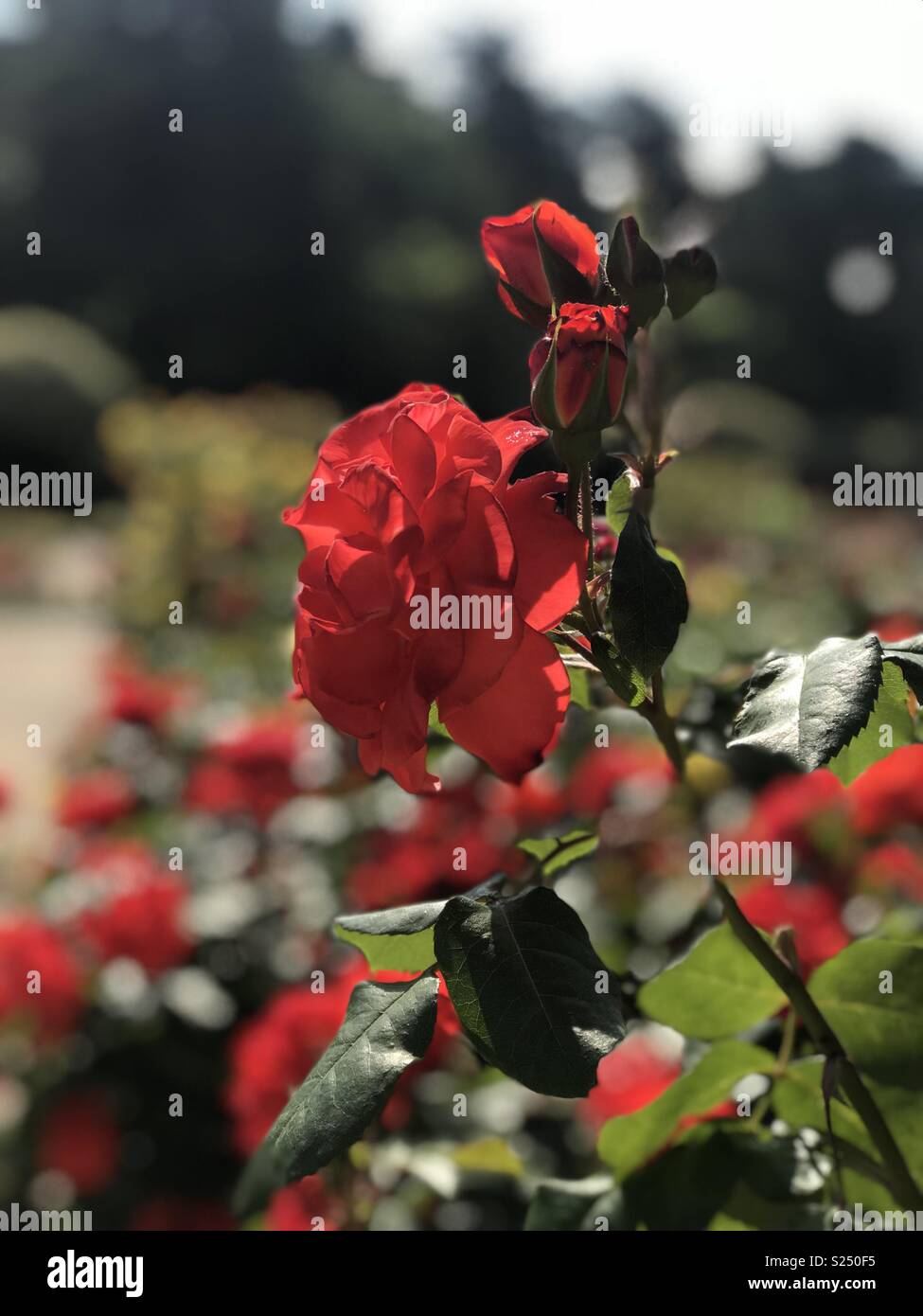 Madrid spain rose garden hi-res stock photography and images - Alamy