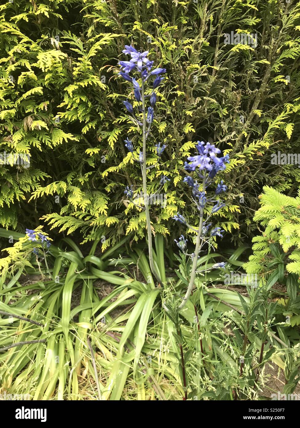 Bluebells growing against a hedge in Staffordshire Stock Photo - Alamy