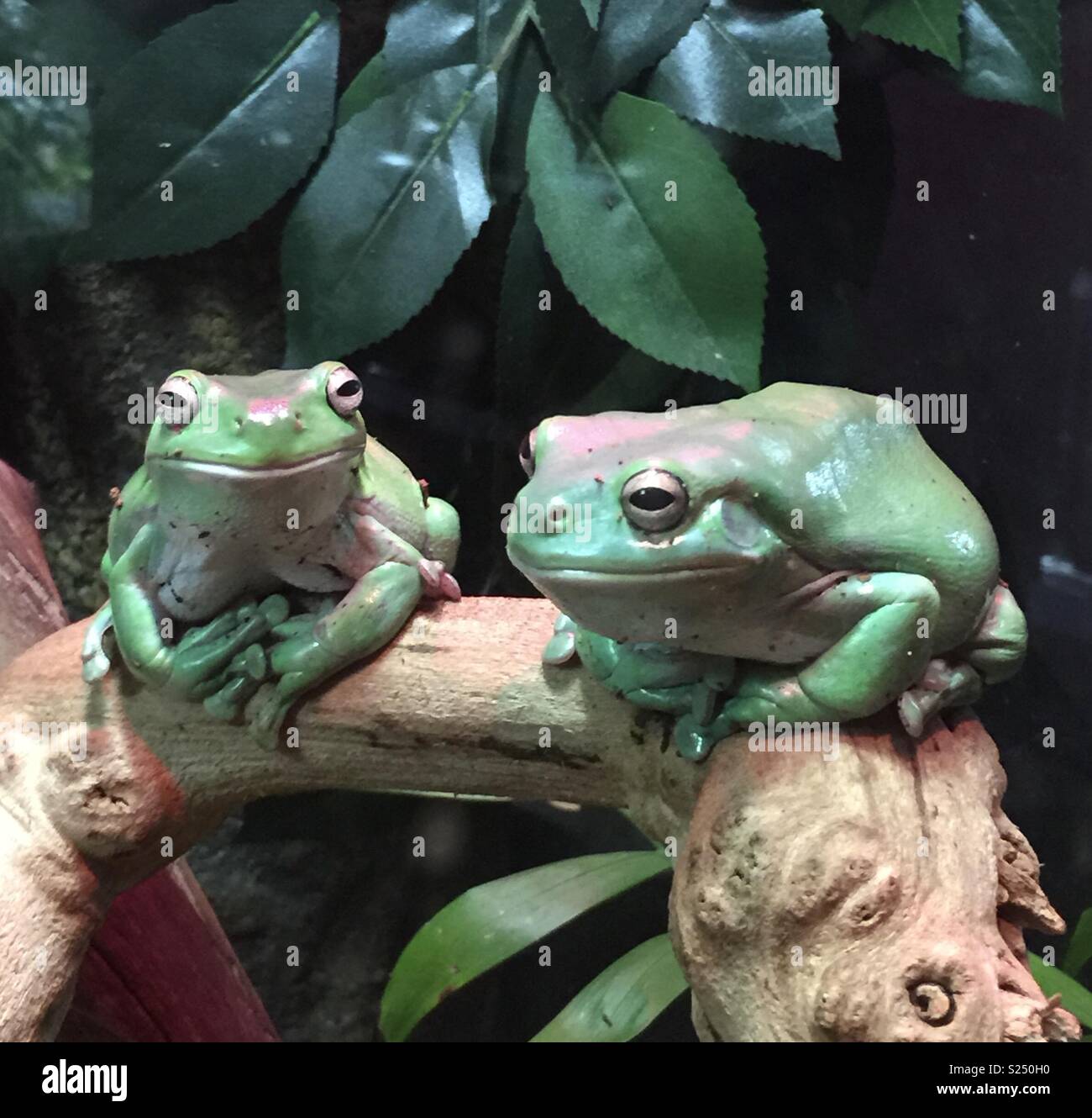 Happy frogs hi-res stock photography and images - Alamy