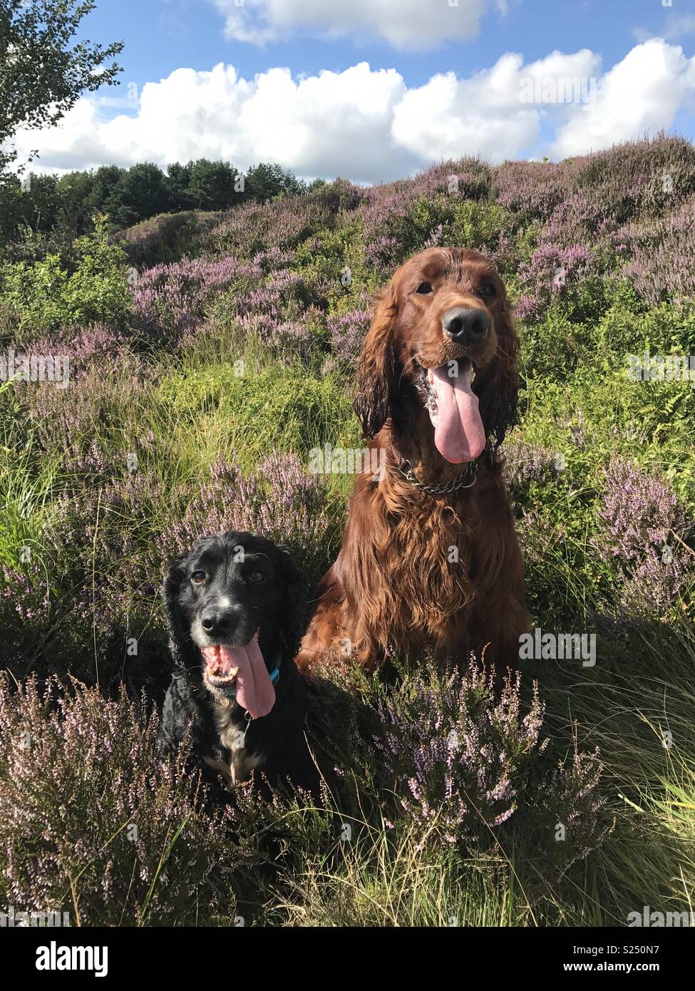 Red setter hi-res stock photography and images - Alamy
