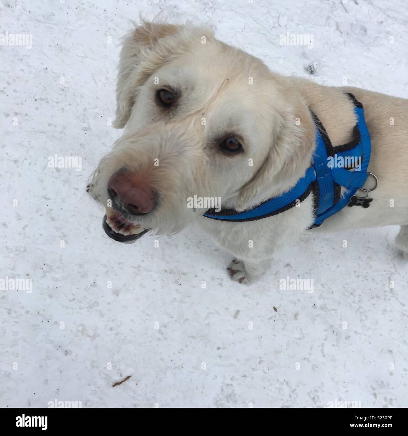 Snowy dog hi-res stock photography and images - Alamy