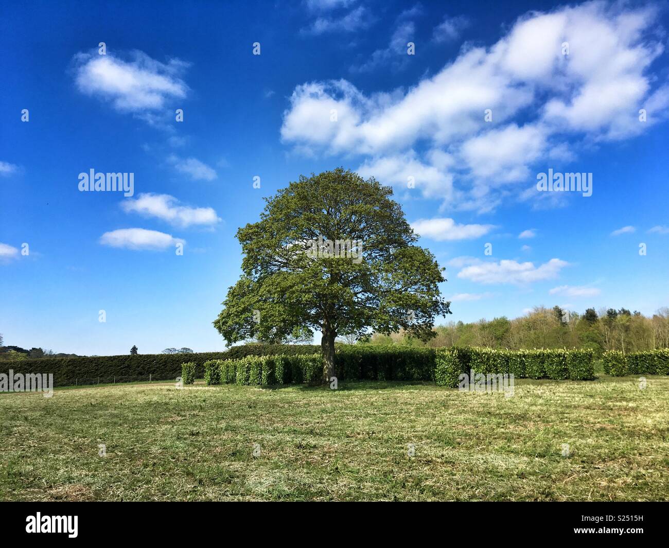 English field tree hi-res stock photography and images - Alamy