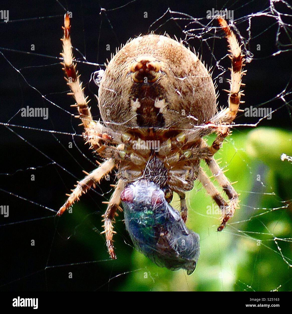 Spider eating a fly Stock Photo - Alamy