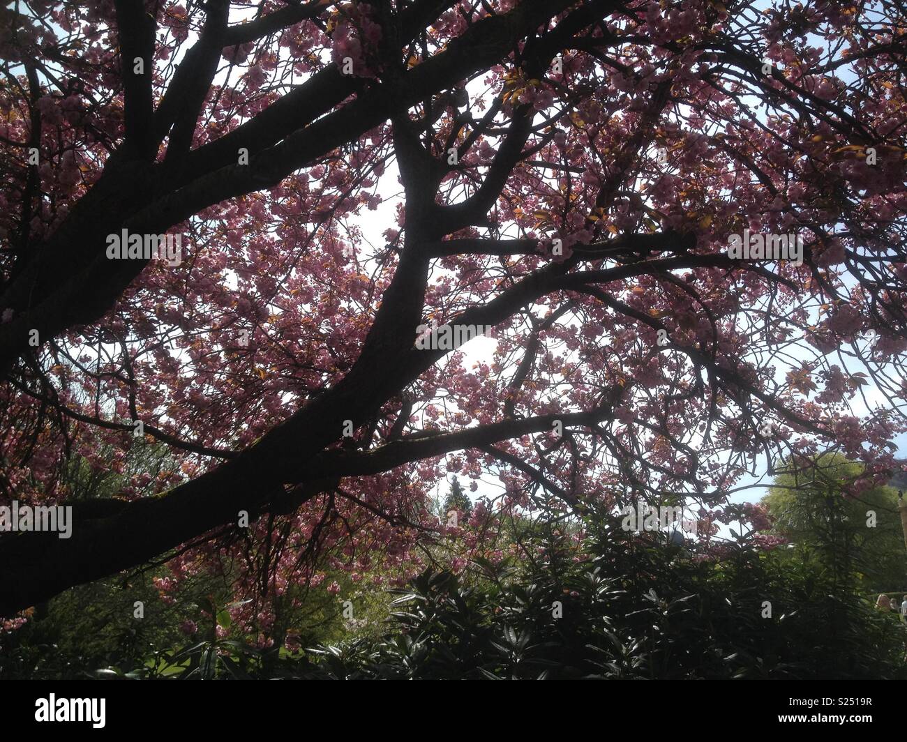 Sheffield blossom hi-res stock photography and images - Alamy