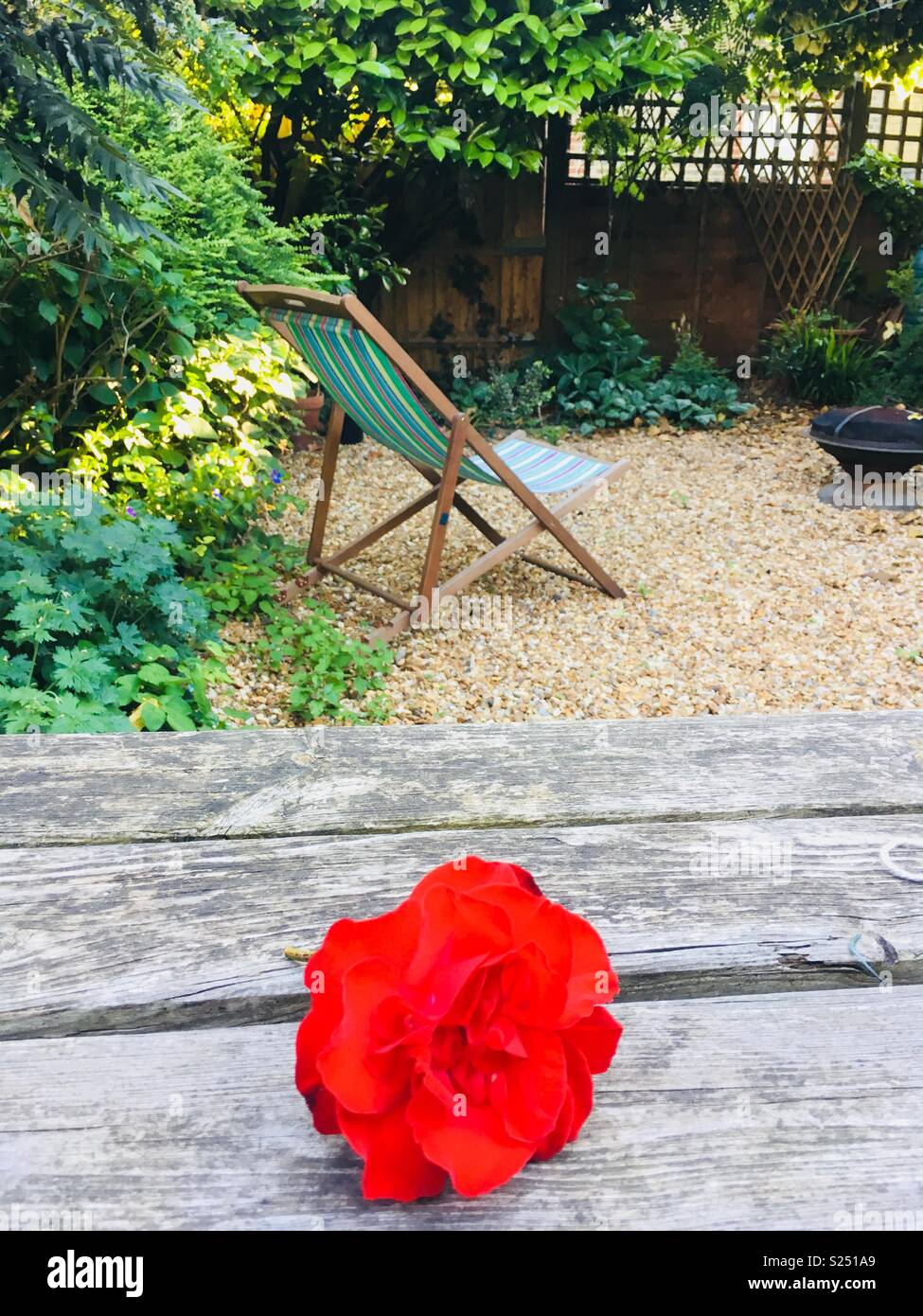 One single flower hi-res stock photography and images - Alamy