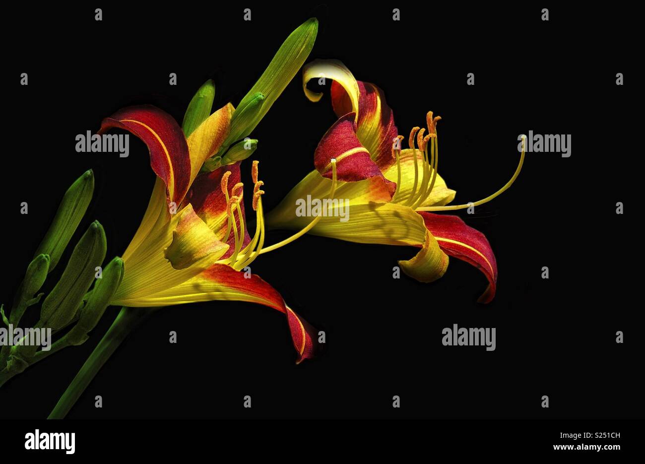 Mexican fiesta flowers hi-res stock photography and images - Alamy