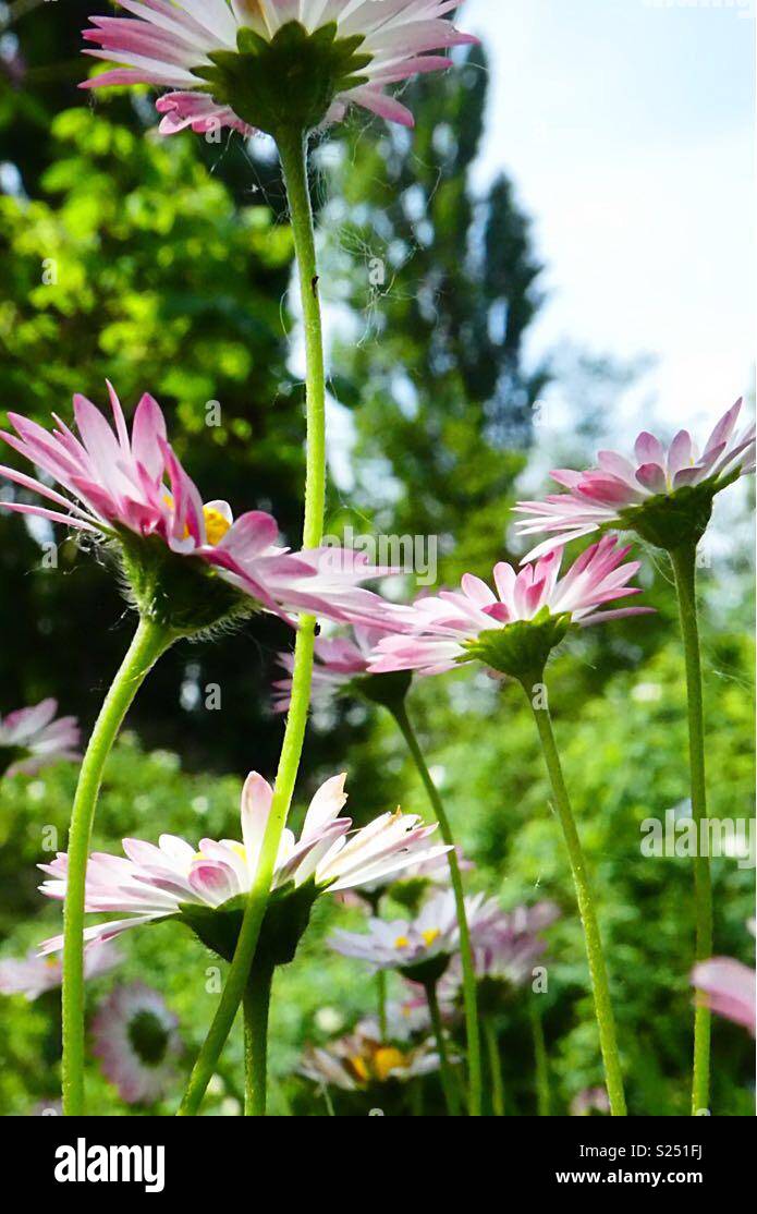 Daisies in pink Stock Photo - Alamy
