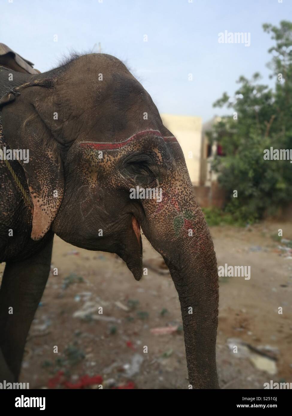 Jumbo the circus elephant hi-res stock photography and images - Alamy