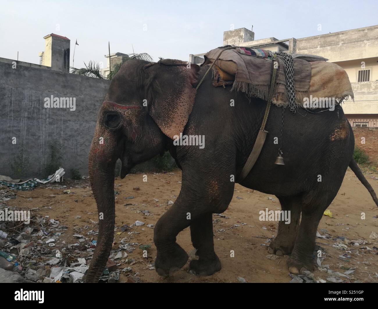 Asian elephant ivory tusks hi-res stock photography and images - Alamy