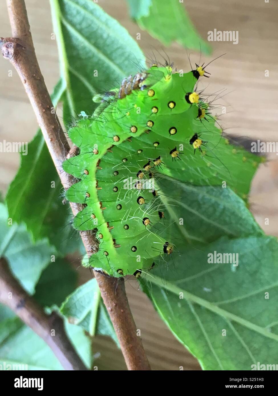 Japanese moon moth hi-res stock photography and images - Alamy