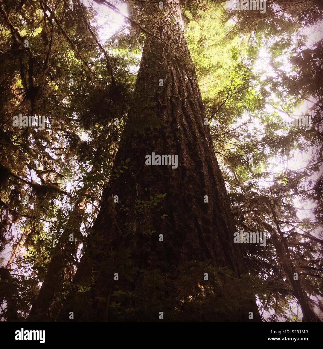 Redwood rainforest hi-res stock photography and images - Alamy