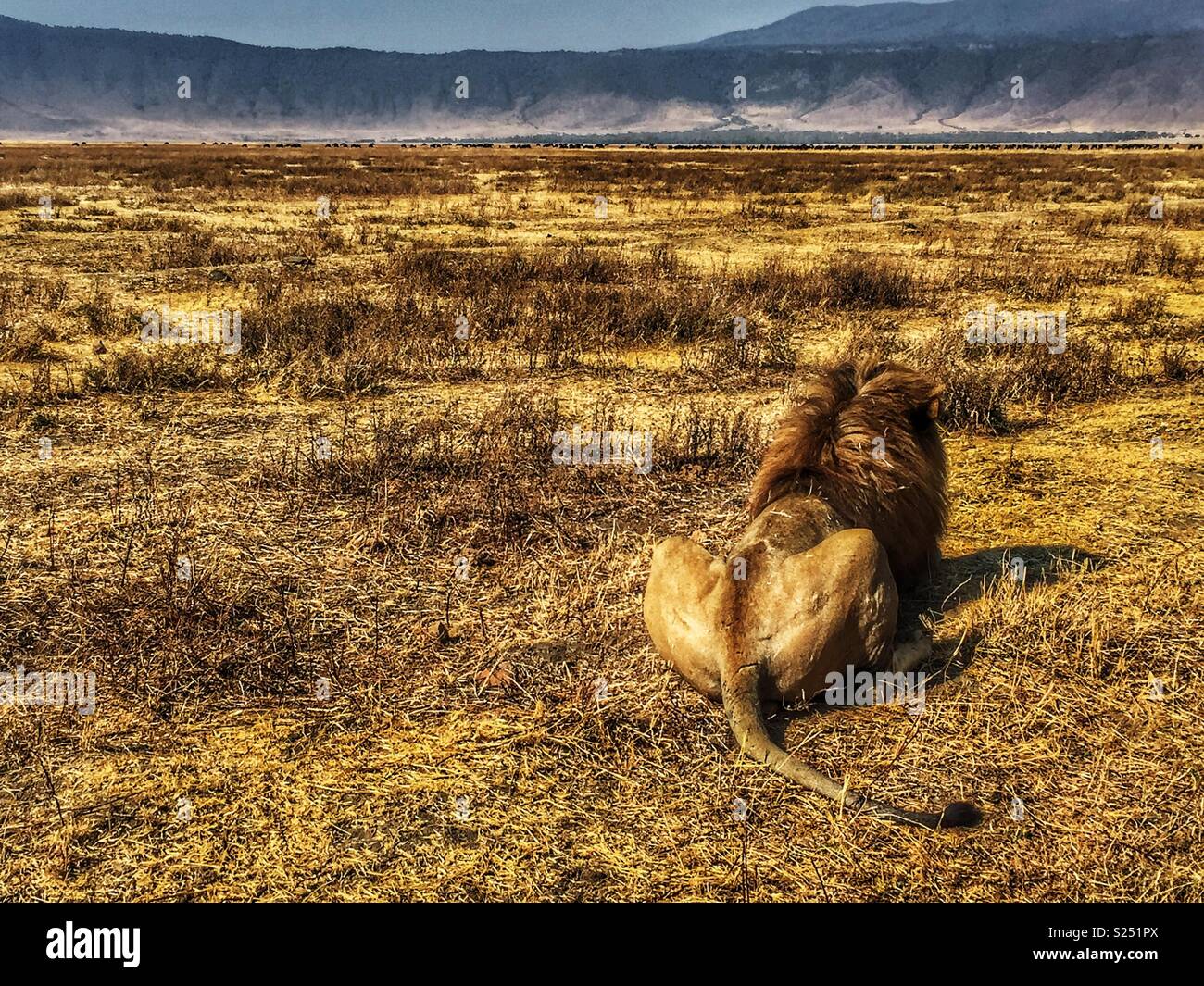 African male lion looking out over the plains Stock Photo - Alamy