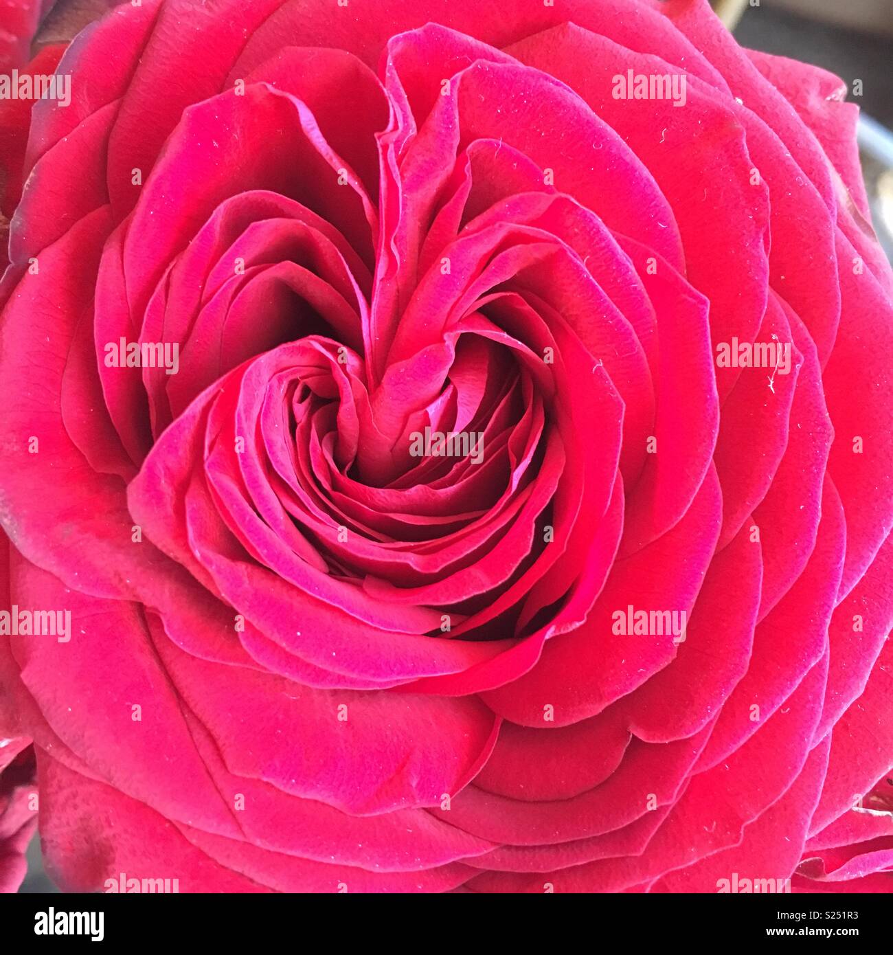 A heart rose Stock Photo - Alamy
