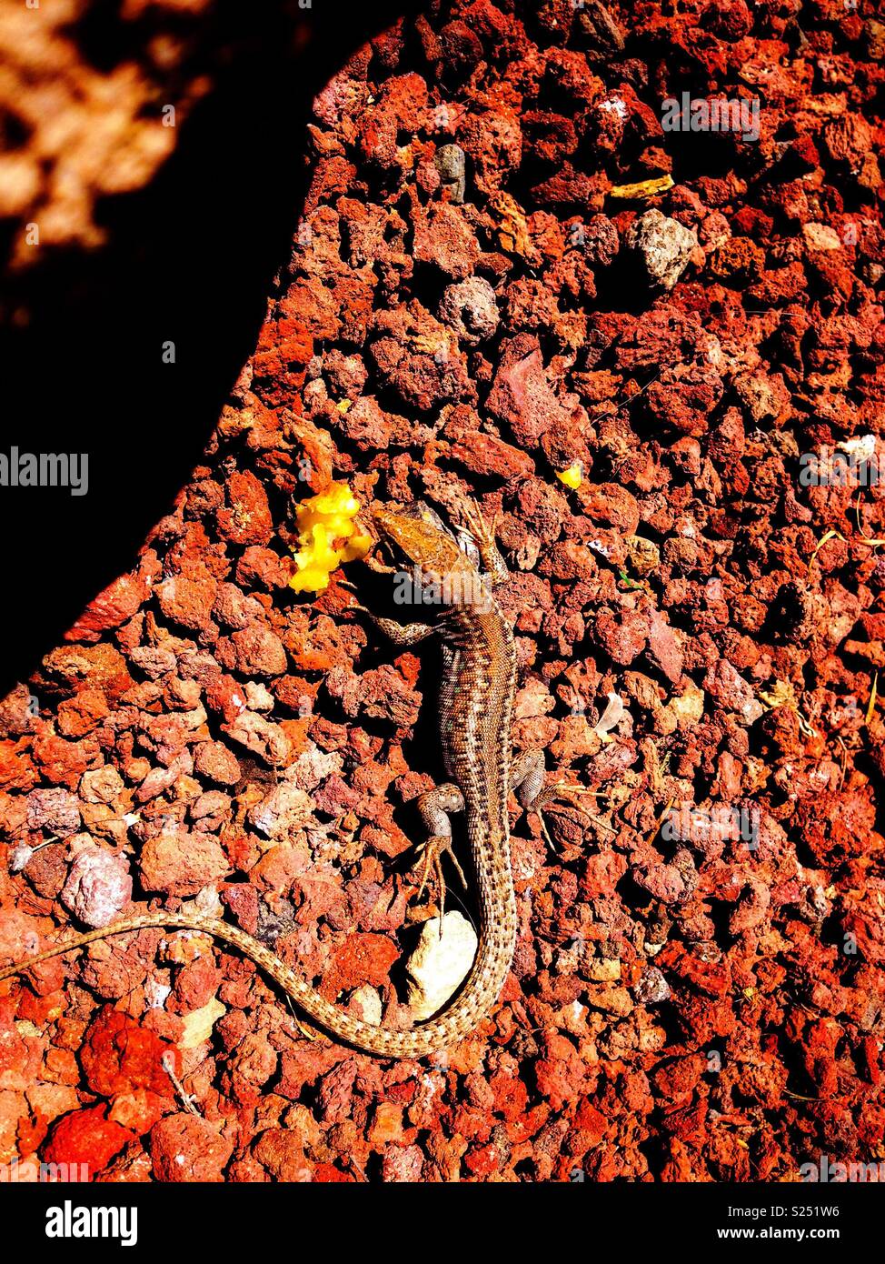 Basking lizard hi-res stock photography and images - Alamy