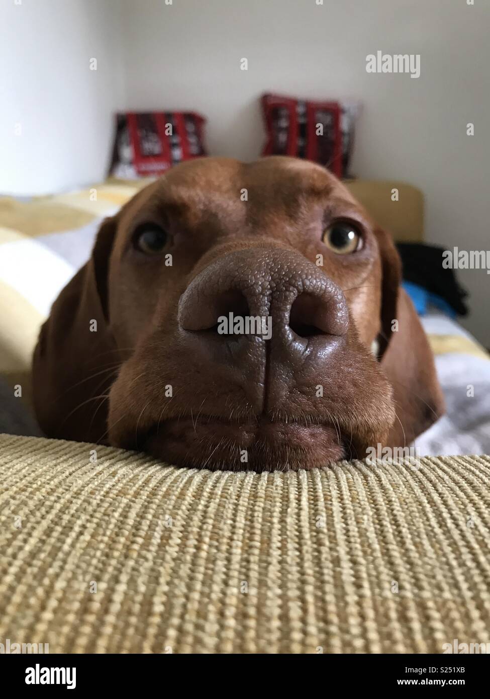 Frumpy dog face Stock Photo - Alamy