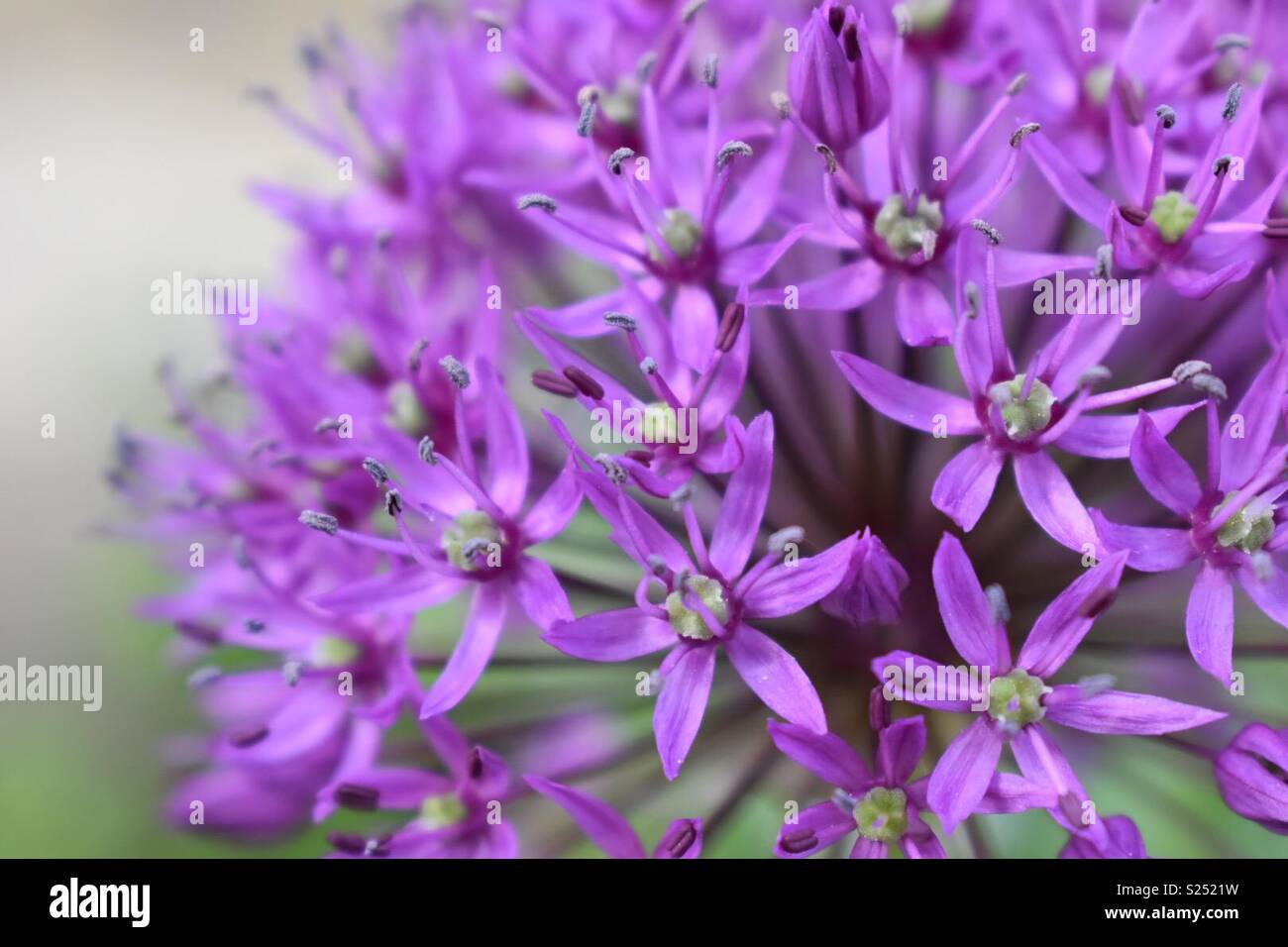 Allium family hi-res stock photography and images - Alamy