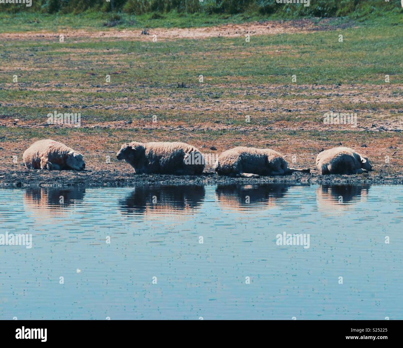 Baa ram hi-res stock photography and images - Alamy