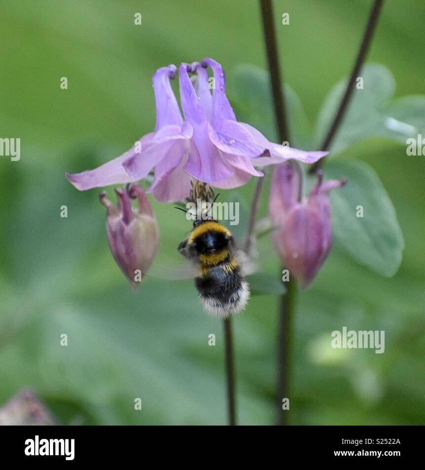 Black and yellow bumblebee hi-res stock photography and images - Alamy