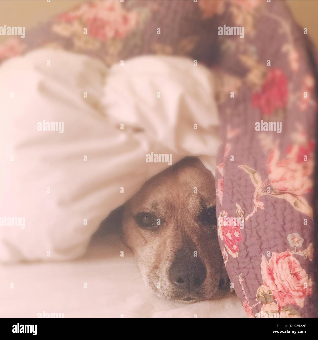 Dog under covers hi-res stock photography and images - Alamy