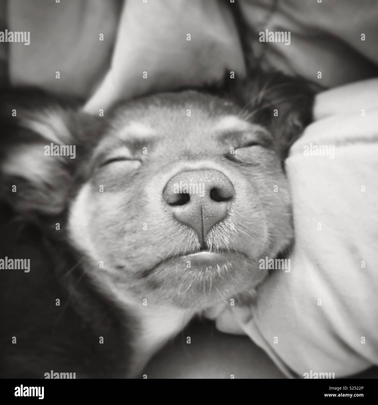 Puppy snout hi-res stock photography and images - Alamy