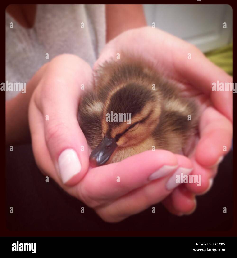 Baby duck hi-res stock photography and images - Alamy