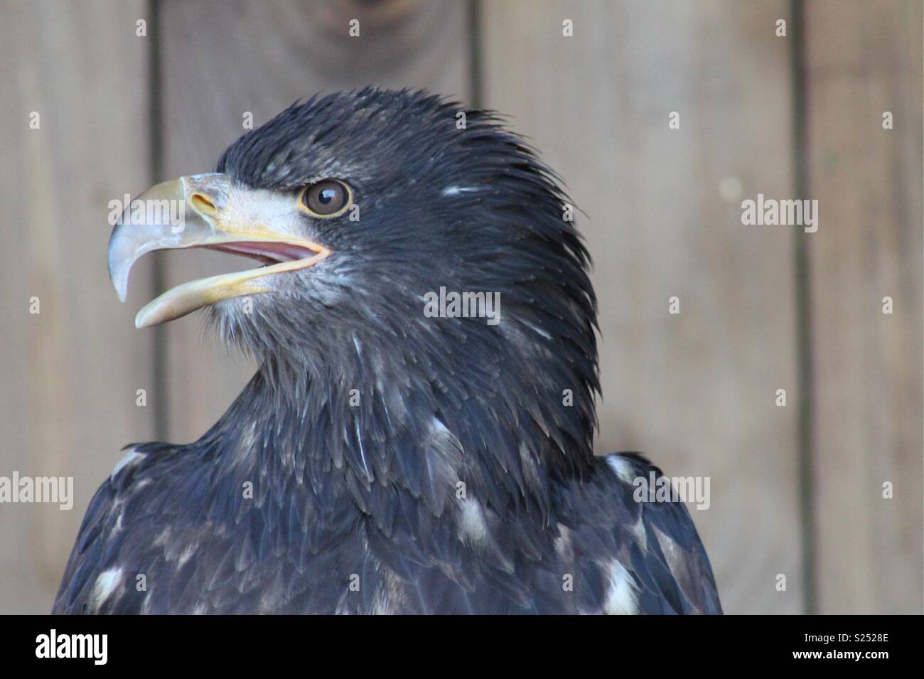 Bird of prey beak open hi-res stock photography and images - Alamy