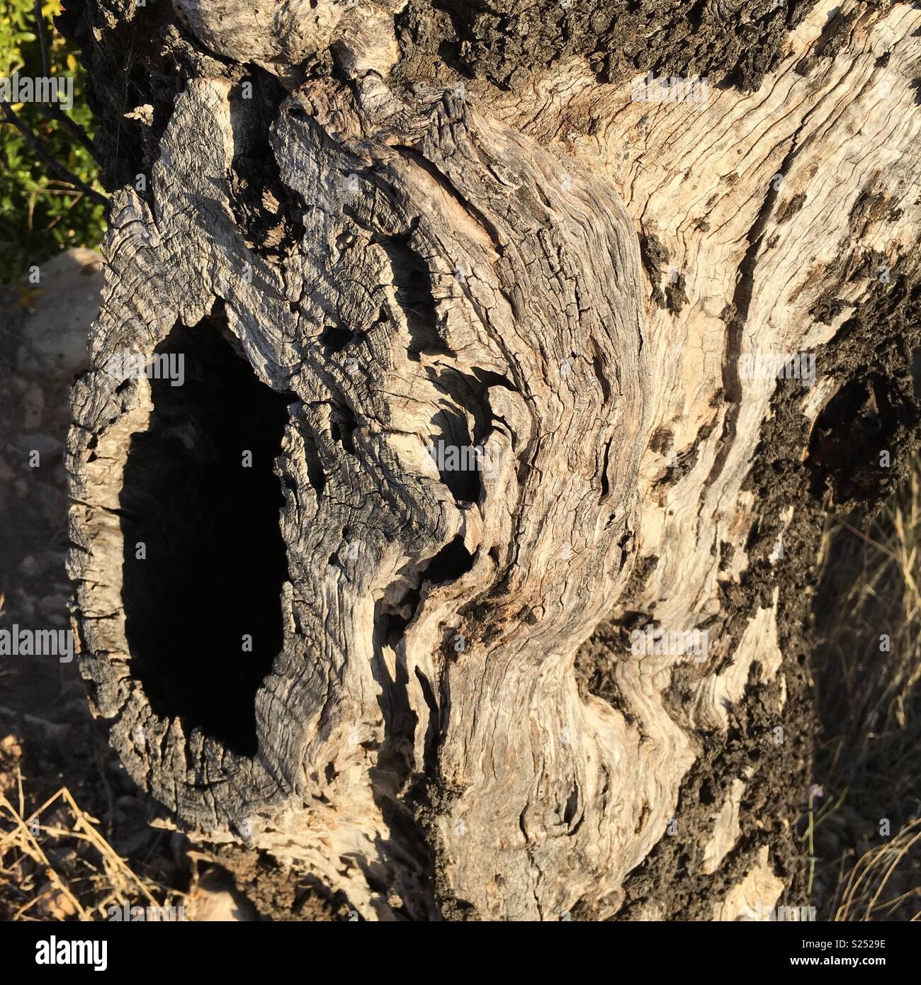 Hole in tree stump Stock Photo - Alamy