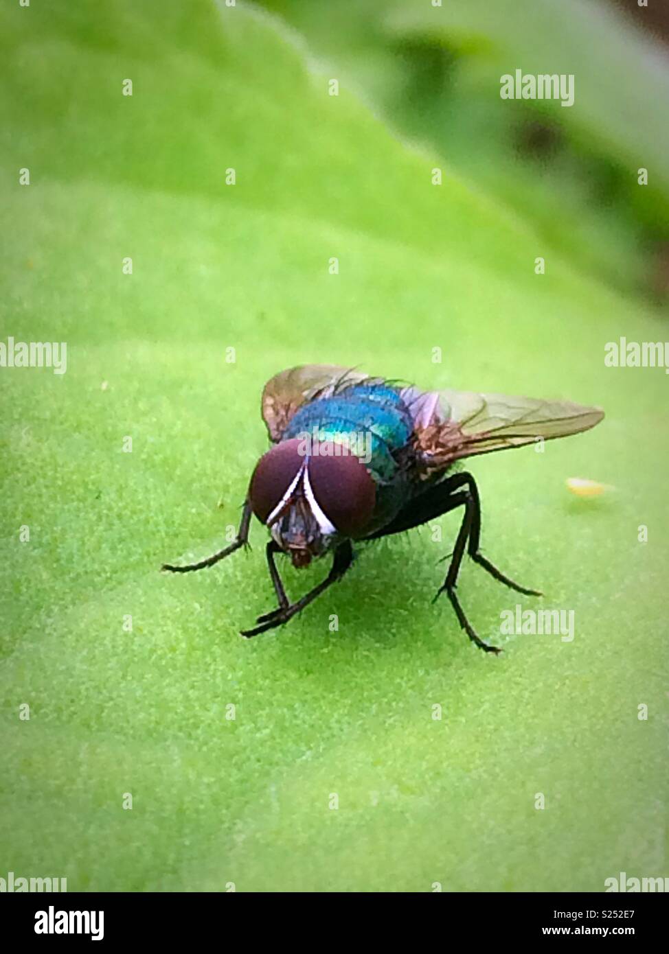 Insect collection gallery hi-res stock photography and images - Alamy