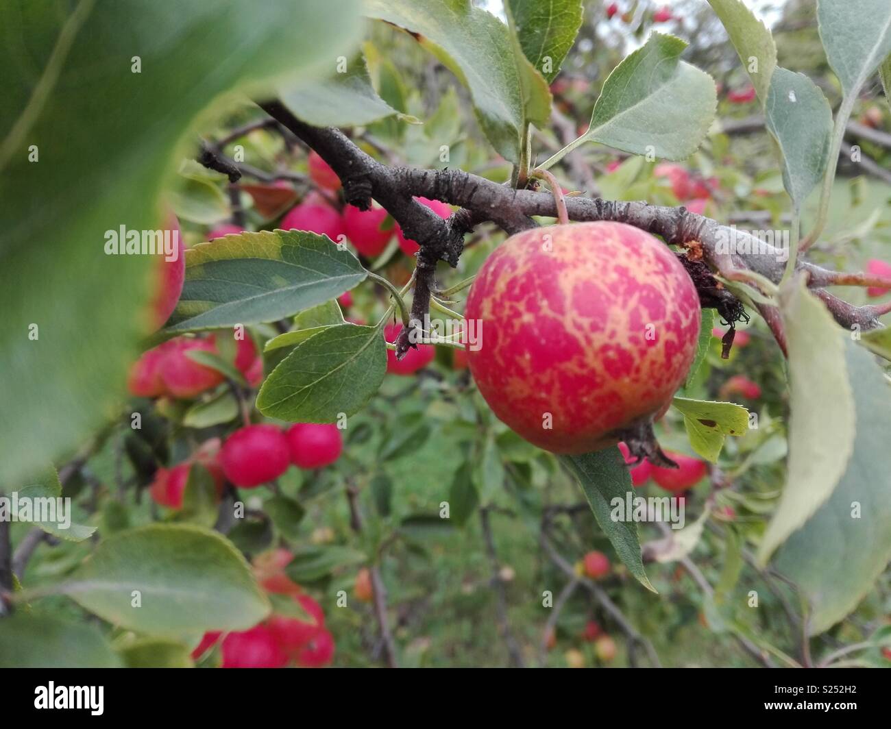 Wild Apple tree with fruits and leaves Stock Photo - Alamy