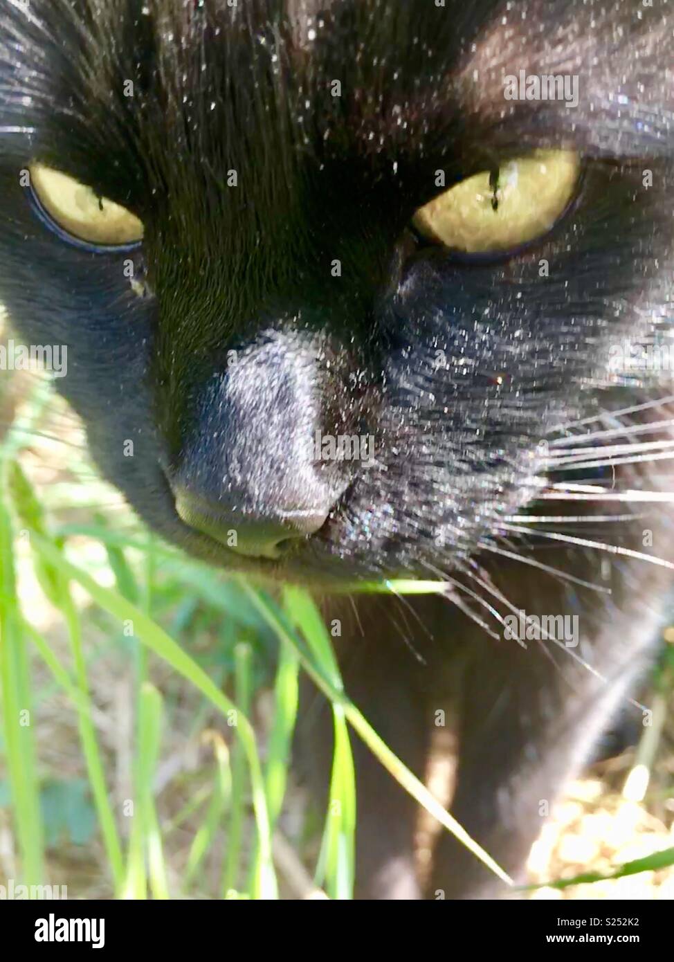 Milly cat hi-res stock photography and images - Alamy