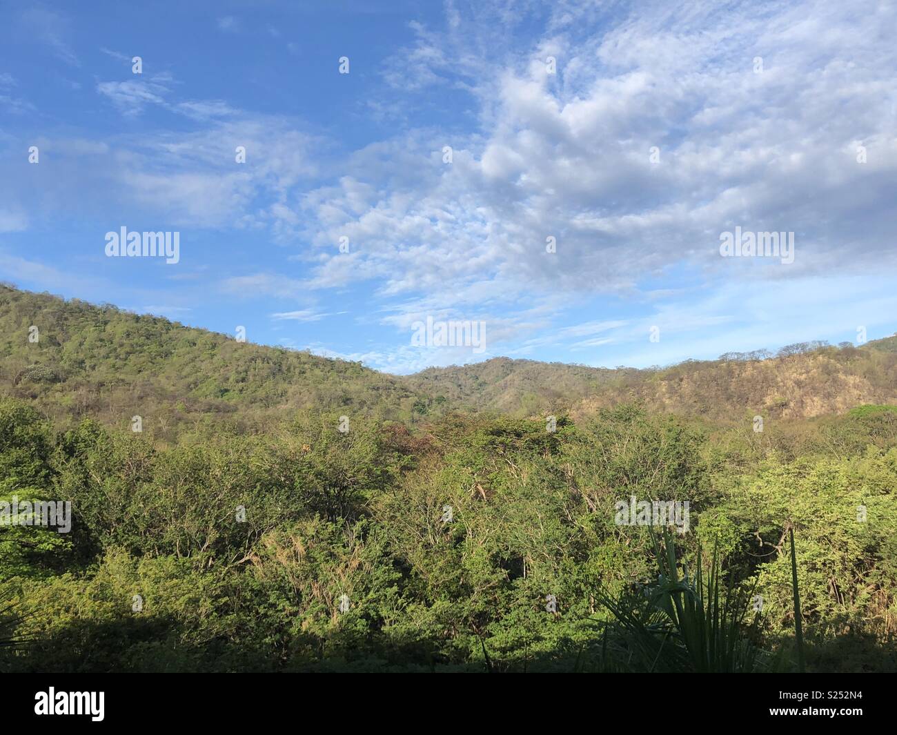 Costa Rican jungle Stock Photo - Alamy