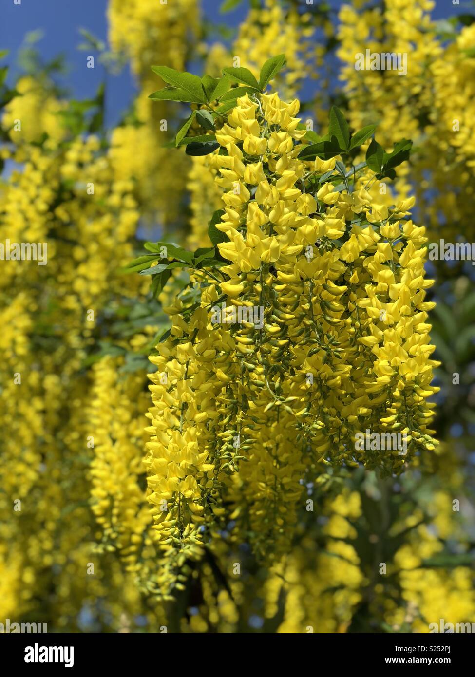 Floral laburnum flowers hi-res stock photography and images - Alamy