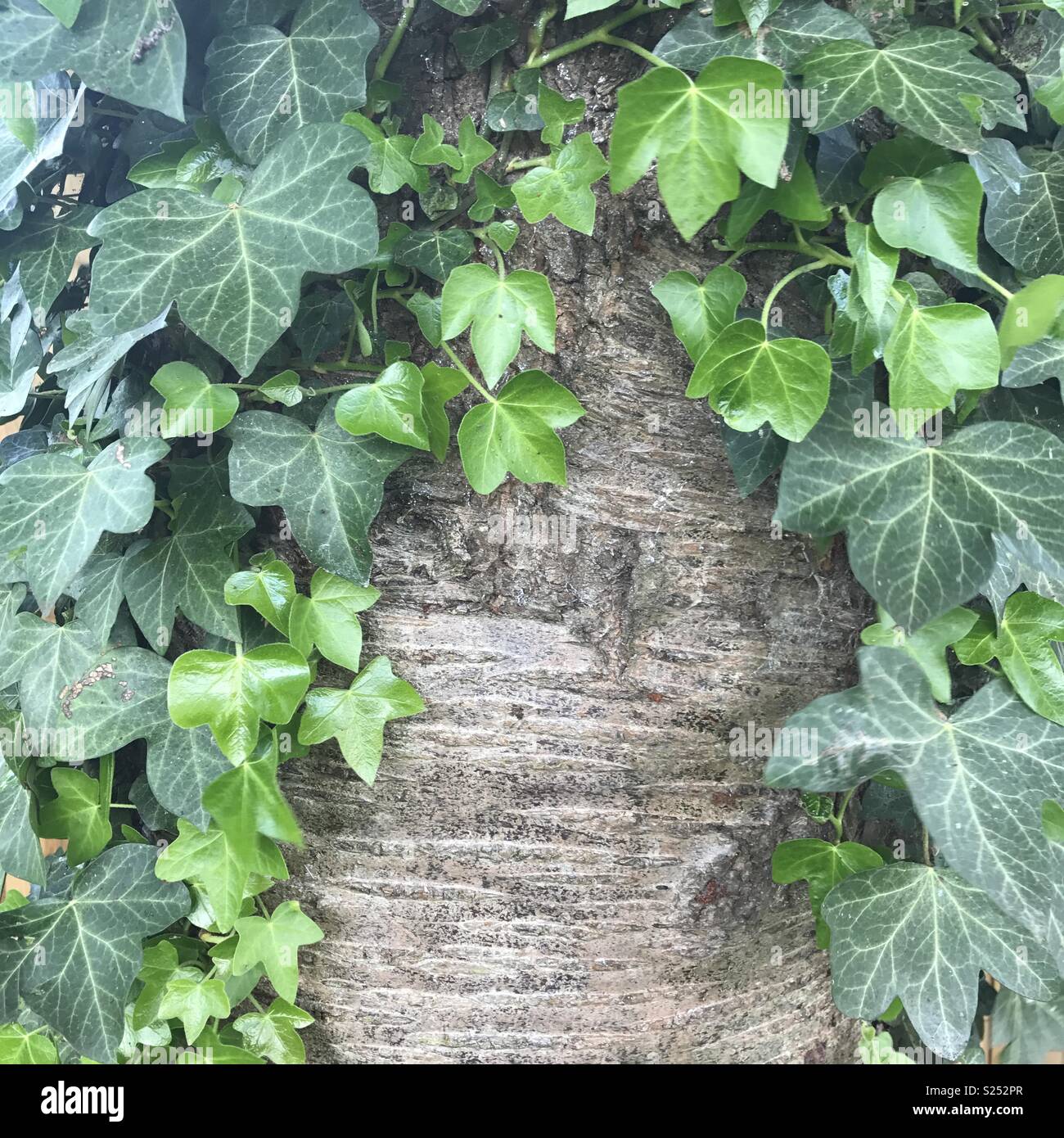 Ivy wood hi-res stock photography and images - Alamy