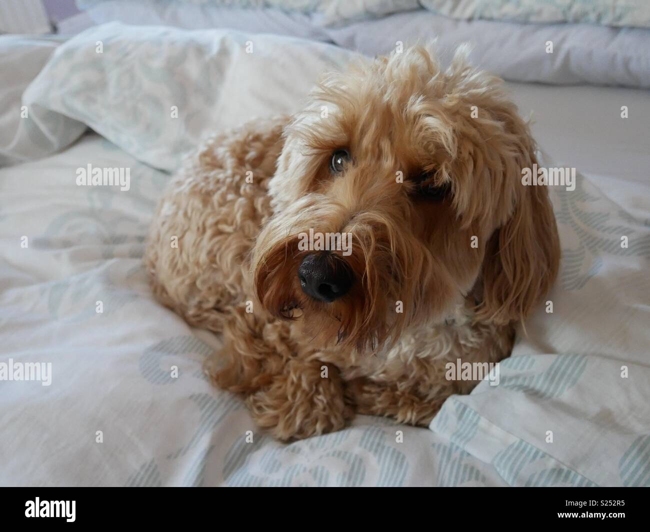 Waffle the Cockapoo curled up in bed Stock Photo - Alamy