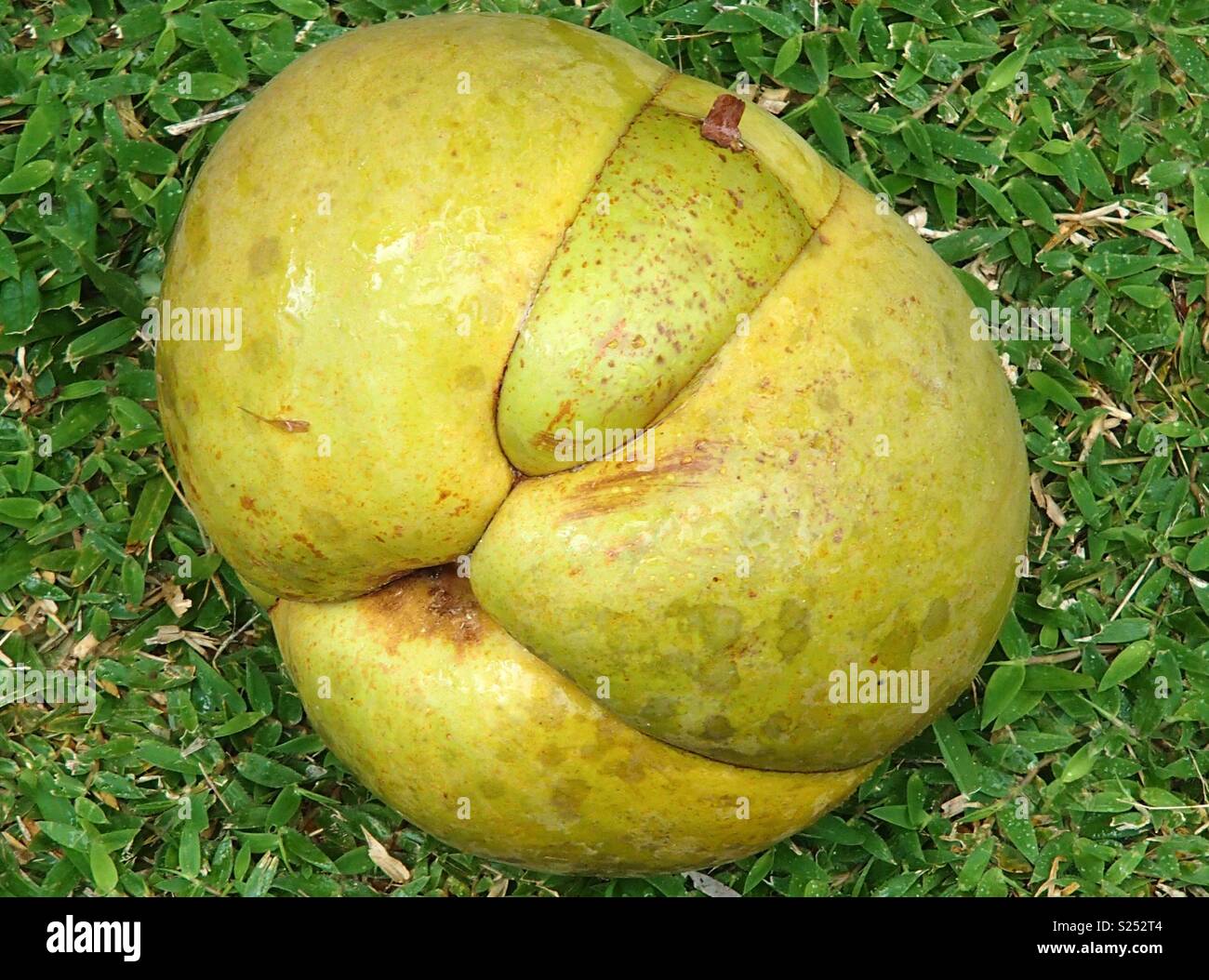 Elephant apple or chulta fruit dillenia indica hi-res stock photography ...