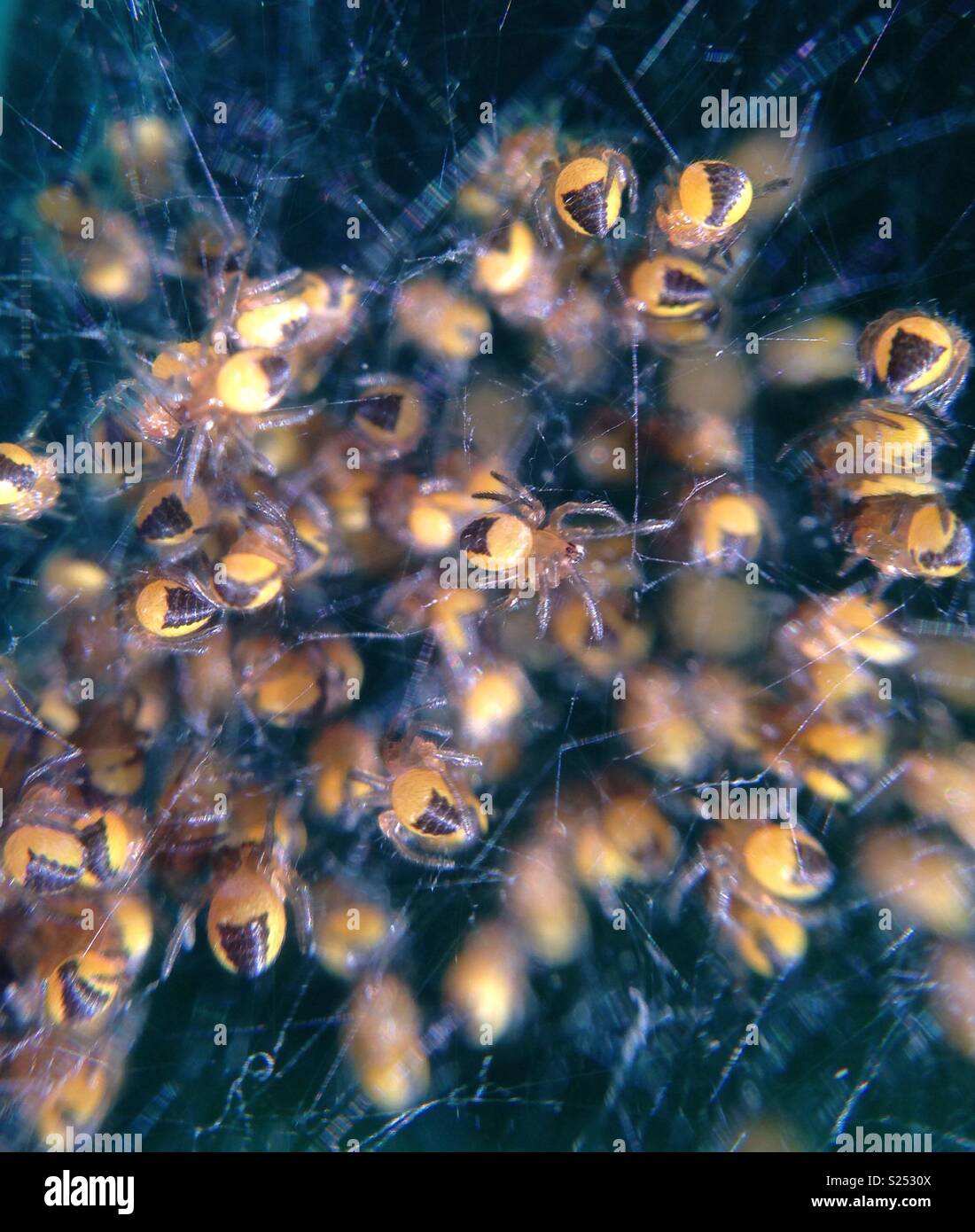 Baby spiders hi-res stock photography and images - Alamy