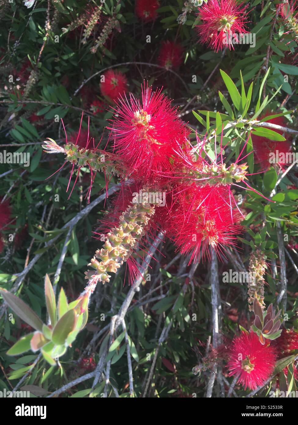 Exotic red flower hi-res stock photography and images - Alamy