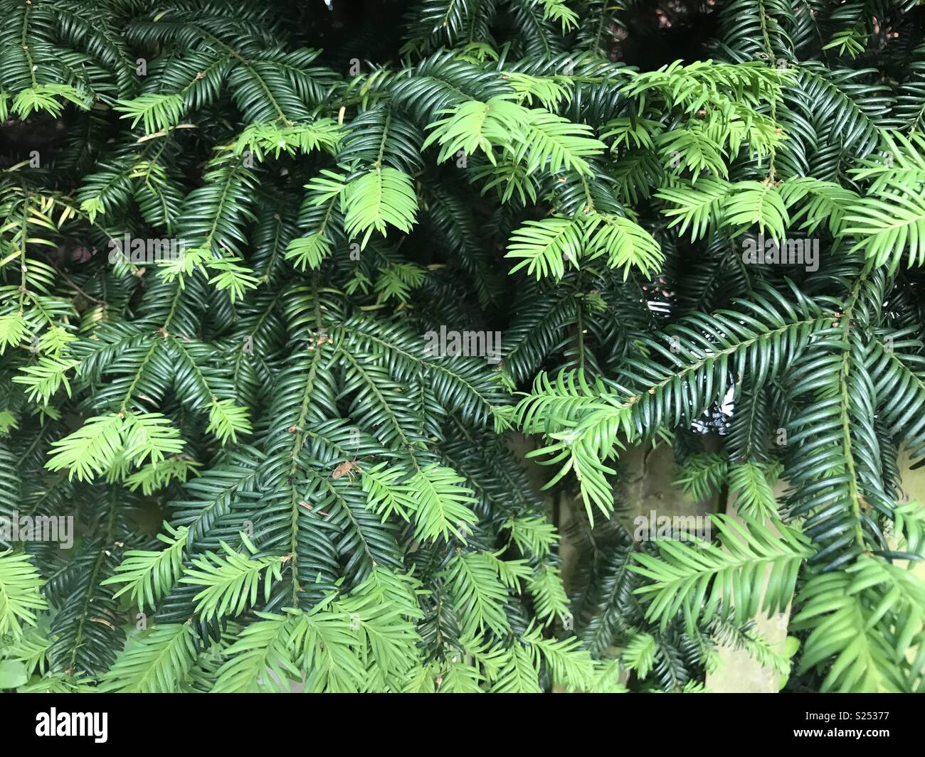 New growth on pine tree Stock Photo - Alamy