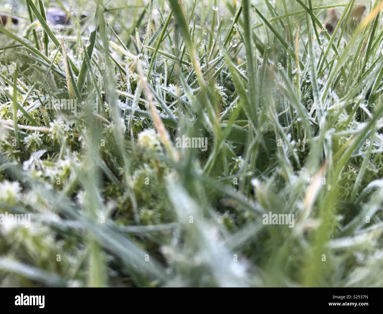 Frost moss grass hi-res stock photography and images - Alamy