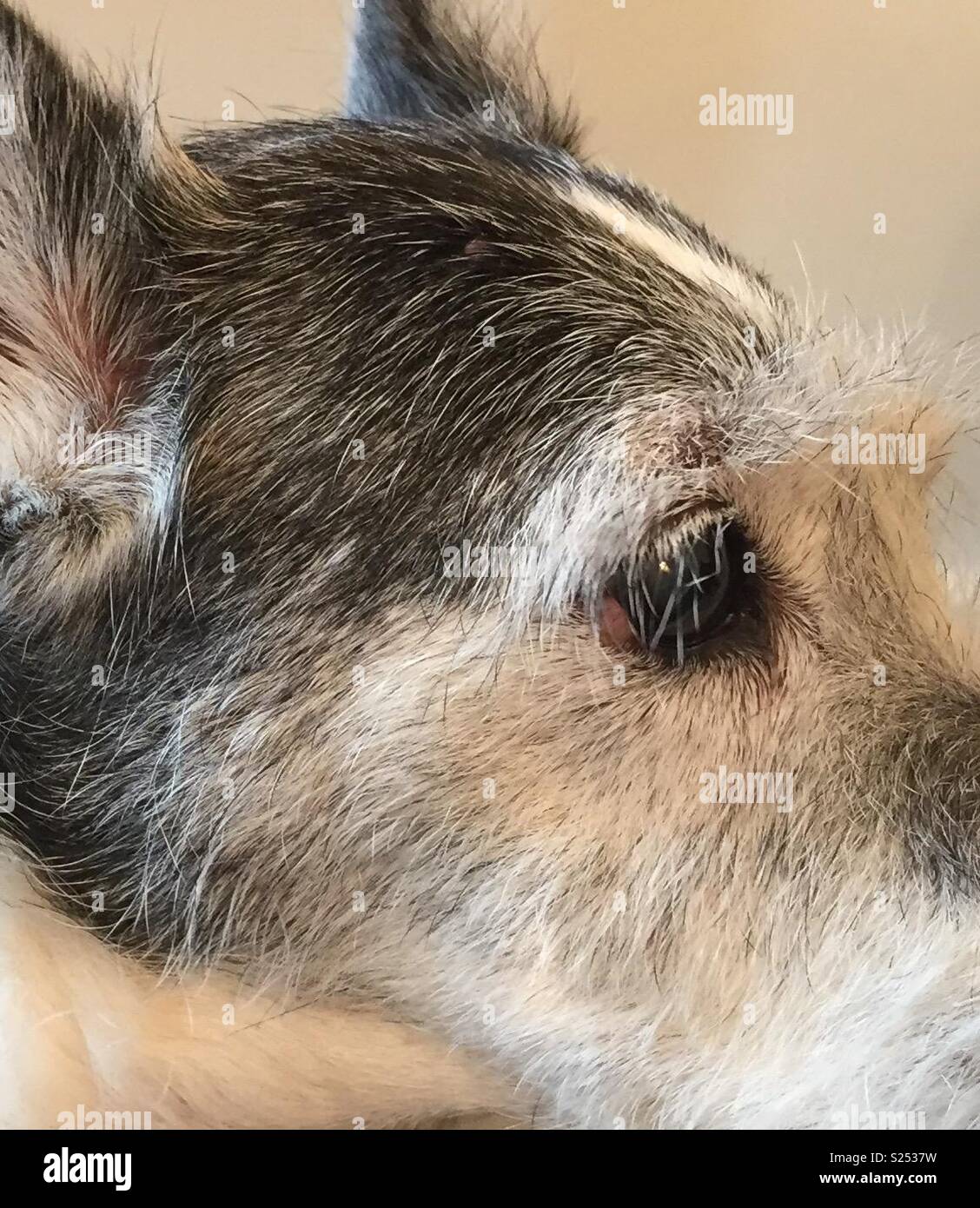 Wise old dog..the eyes tell it all..16 years old and still sparkle x ...