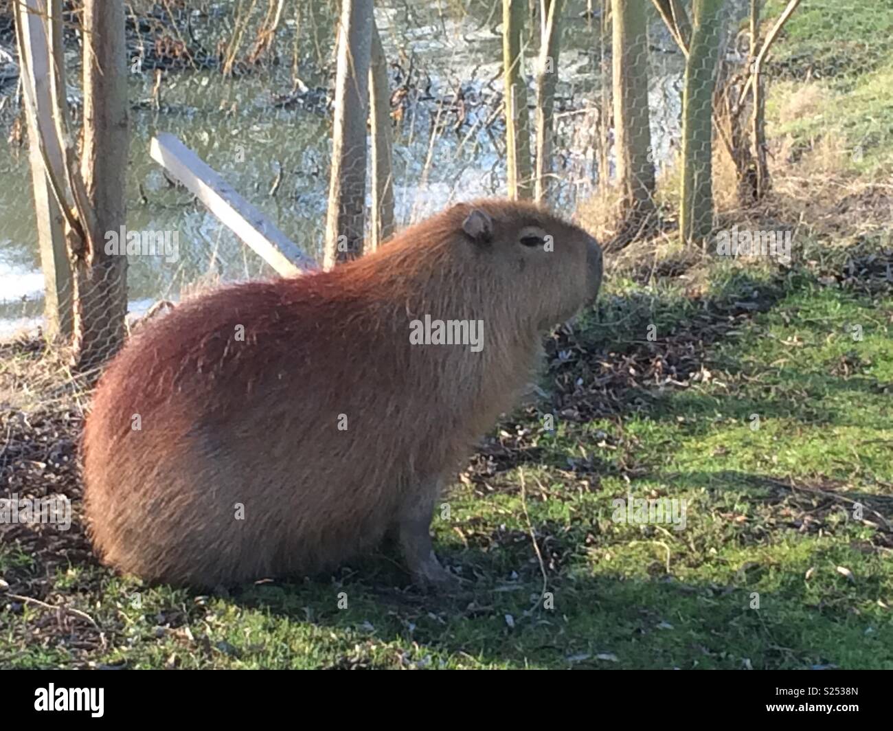 Cute capybara hi-res stock photography and images - Alamy