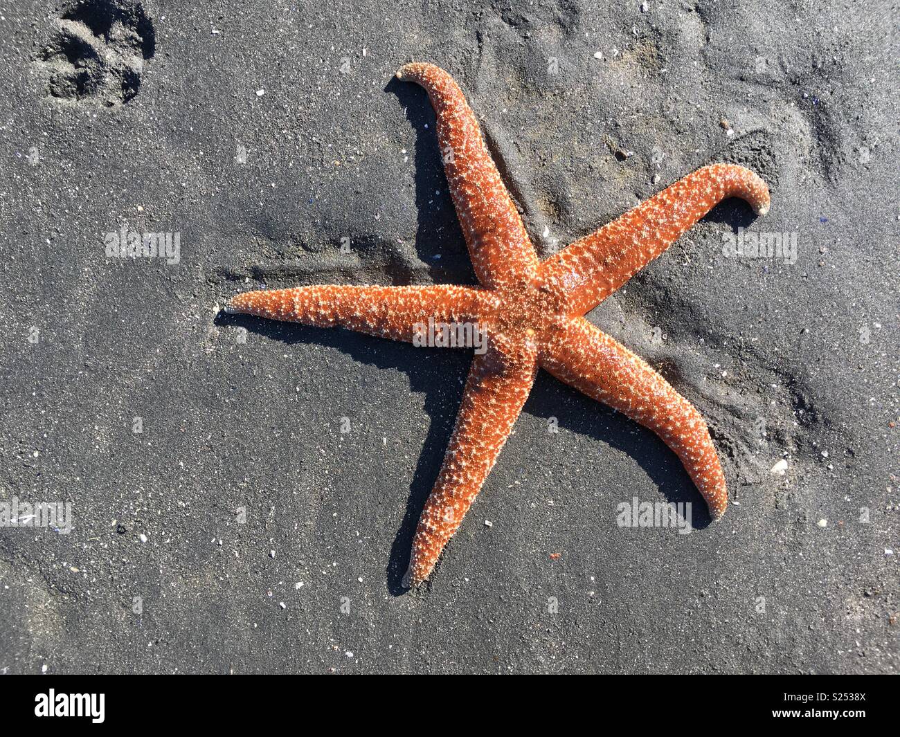 Starfish on beach hi-res stock photography and images - Alamy