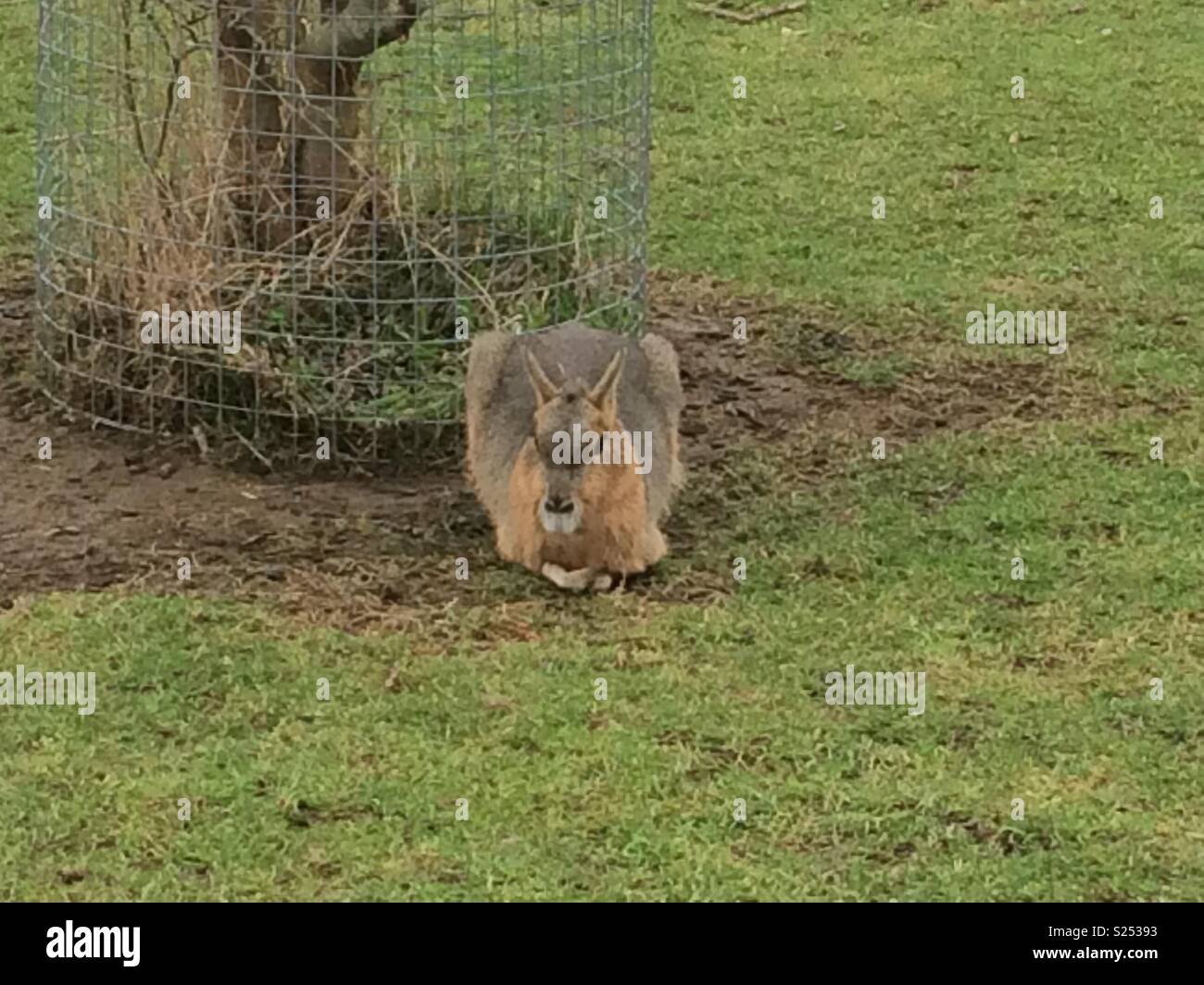 Mara animal hi-res stock photography and images - Alamy