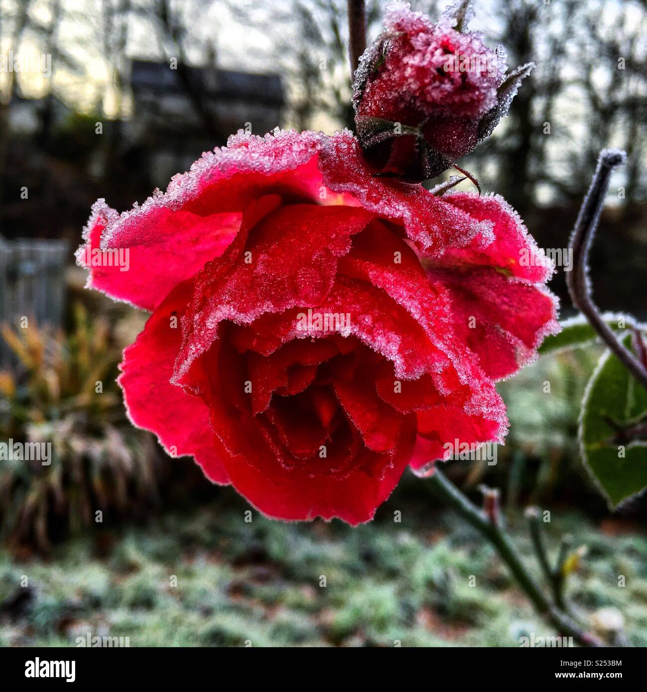 Rose of winter hi-res stock photography and images - Alamy