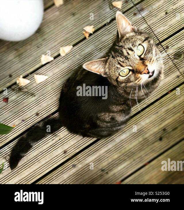 Cat from above Stock Photo - Alamy