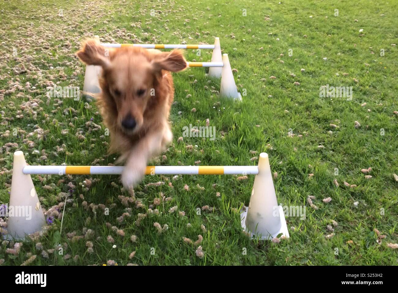 Fun dog agility Stock Photo - Alamy