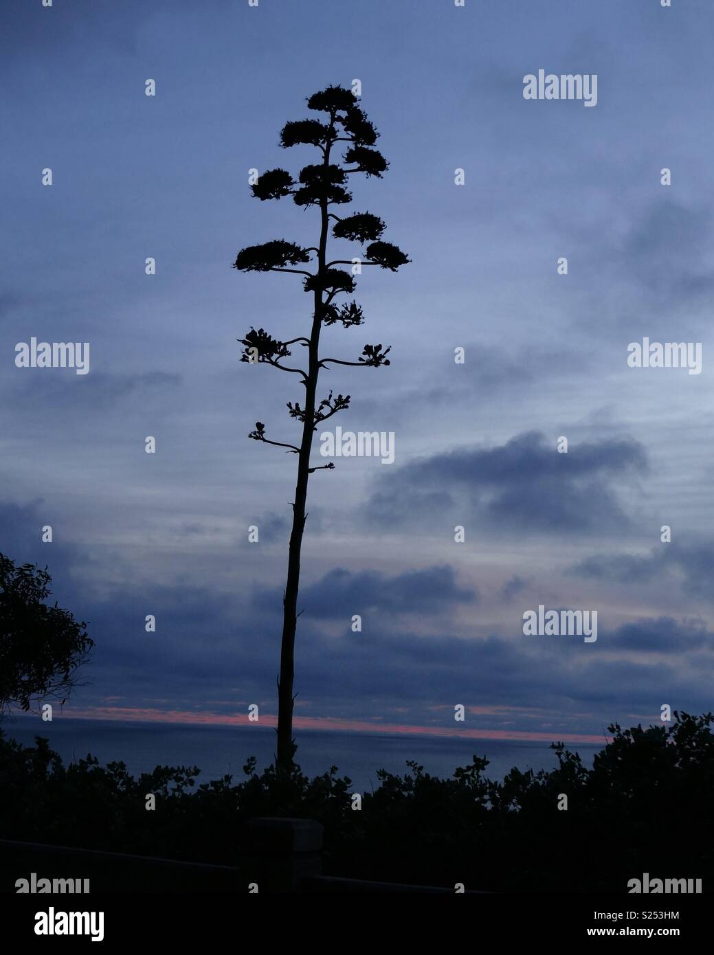 Los angeles tree hi-res stock photography and images - Alamy