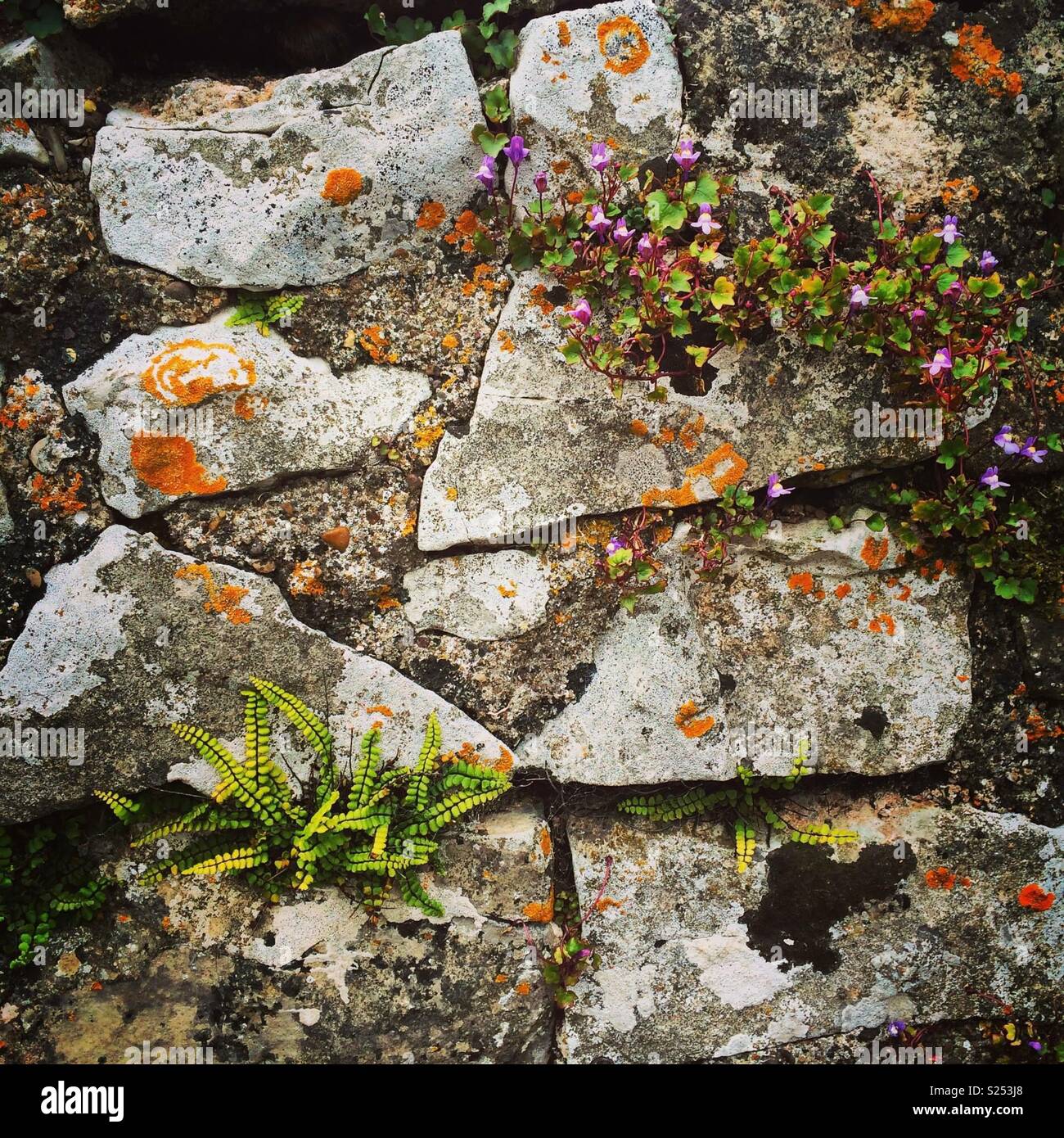 Stone wall with plant life Stock Photo - Alamy
