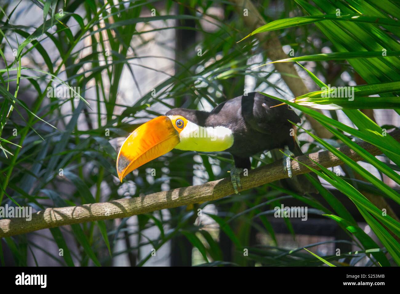 Tucan High Resolution Stock Photography and Images - Alamy